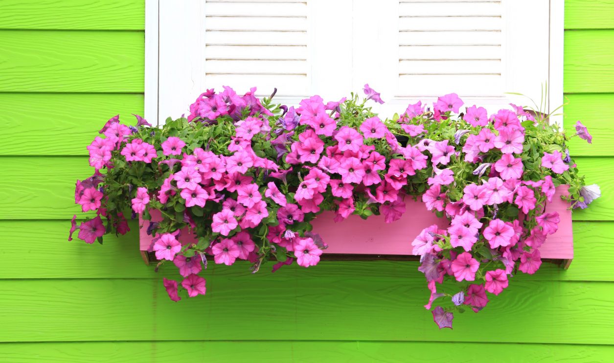 petunia flowers | Meglepetés