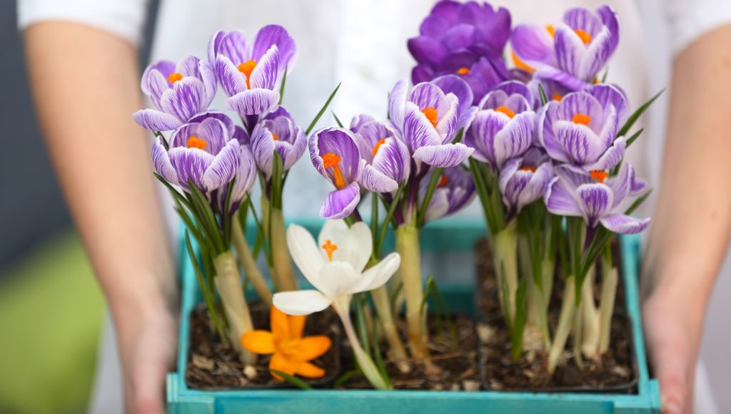 Woman holding crate with beautiful crocus flowers closeup | Meglepetés