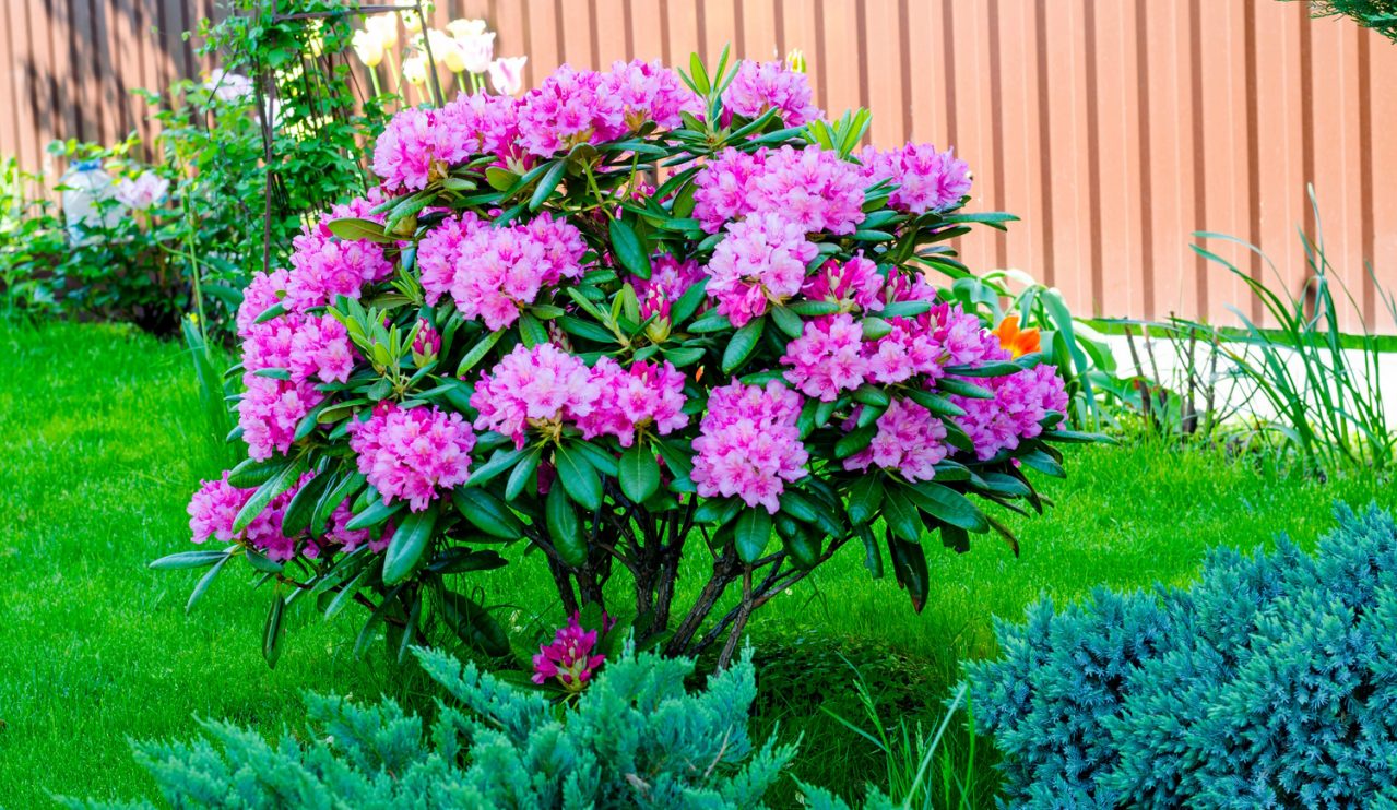Rose blooming rhododendron bush in garden. Photo | Meglepetés