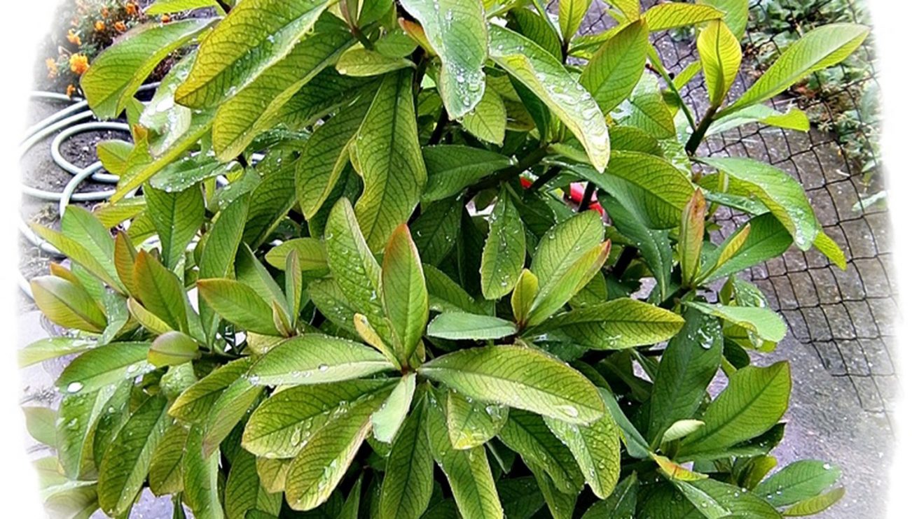 Hidegen és melegen is finom: Édesburgonyás-spenótos pite – Recept ...