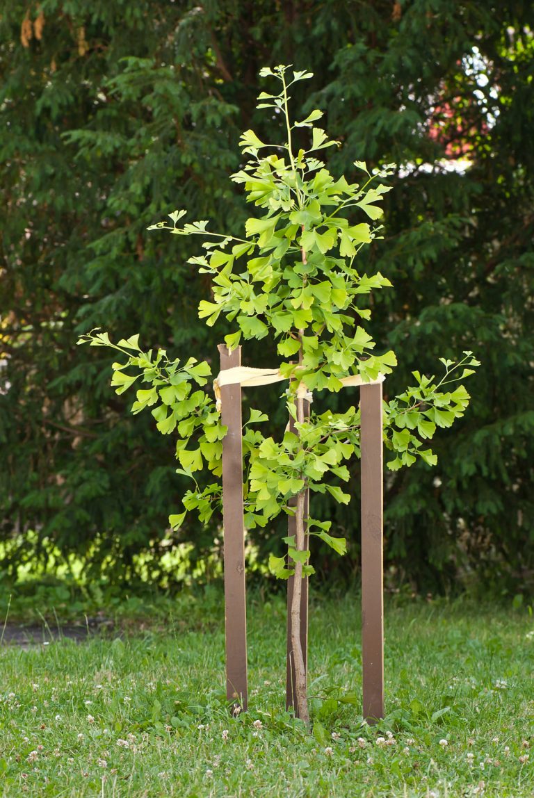ginkgo | Meglepetés