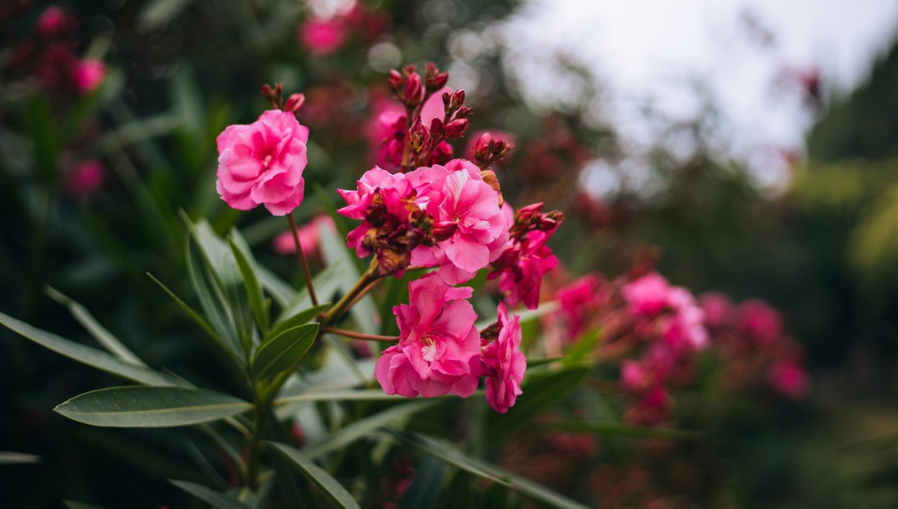 Így éli túl a leander a telet: 6 szabályt tartsd be