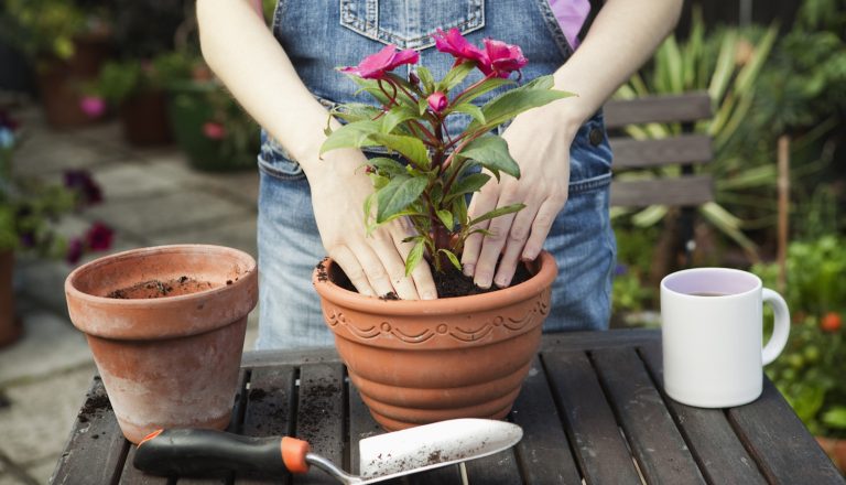 Woman is planting flower in plant pot in garden, close up. | Meglepetés