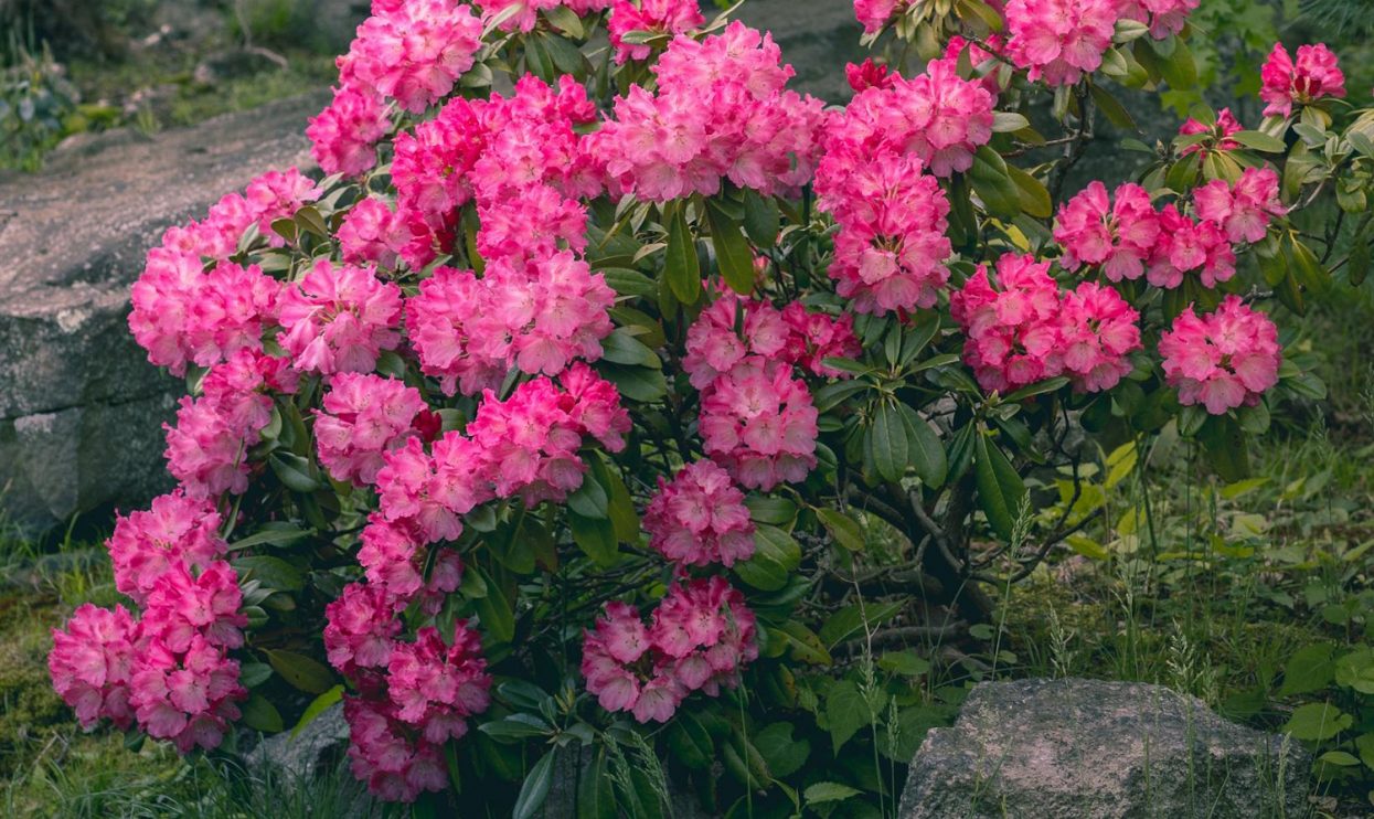 Mikor legszebb a Jeli Arborétum? Ekkor less rododendronokat!