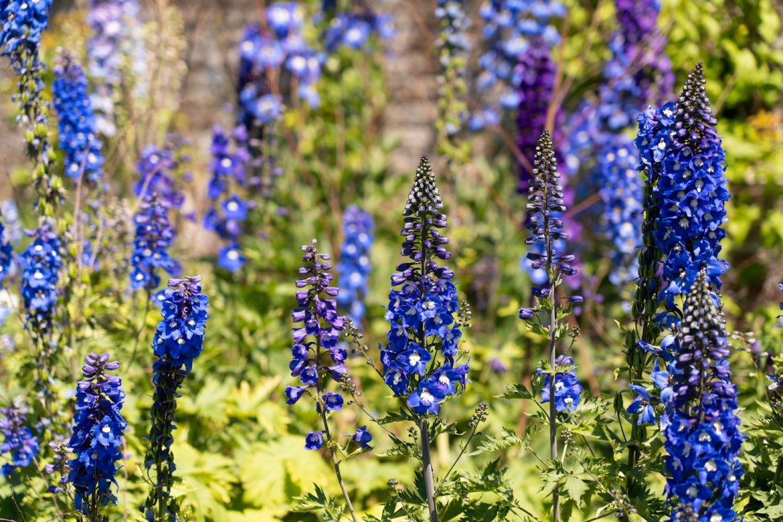 Delphinium flowers (King Arthur Group) | Meglepetés
