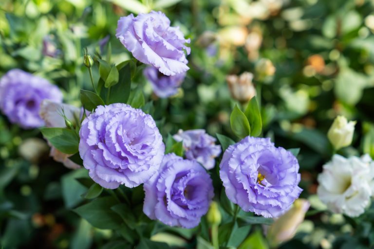 Close up shot of the purple Lisianthus flower in the garden. | Meglepetés