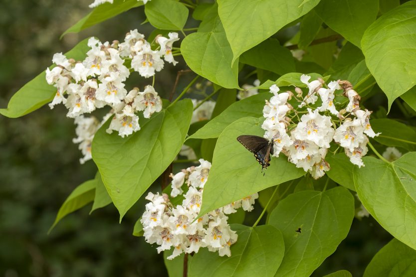 Northern Catalpa leaves and flowers | Meglepetés