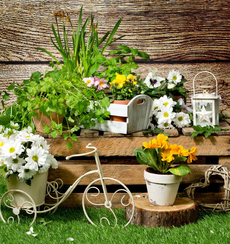 spring garden | Meglepetés