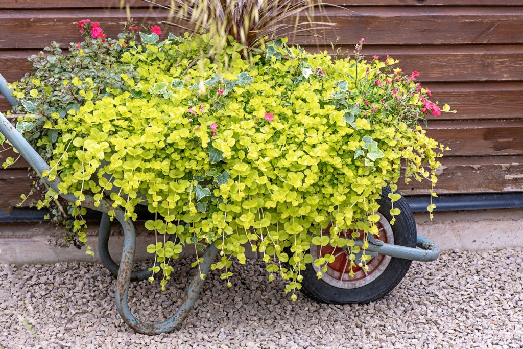 A disused old wheelbarrow filled withCreeping Jenny (Lysimachia ...