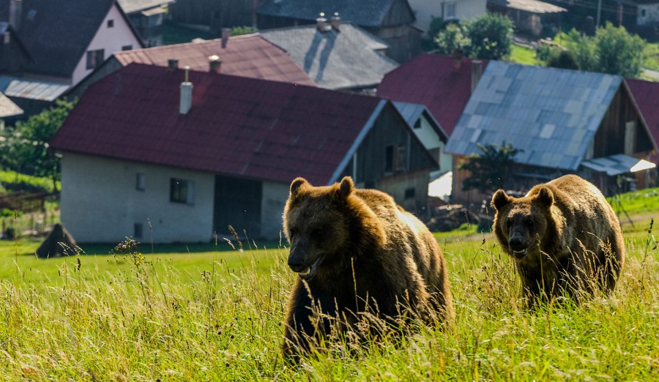 Medve a bokorban, farkas az ösvényen | Meglepetés