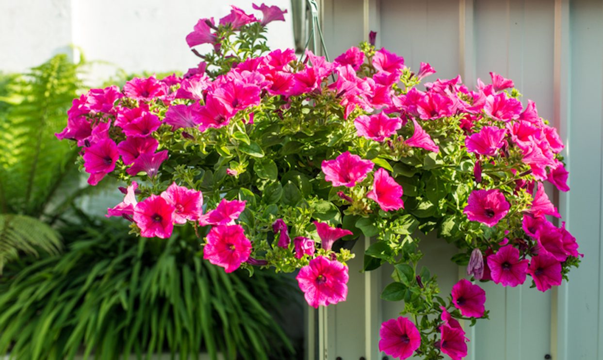 Hanging Flower Basket of Petunias | Meglepetés