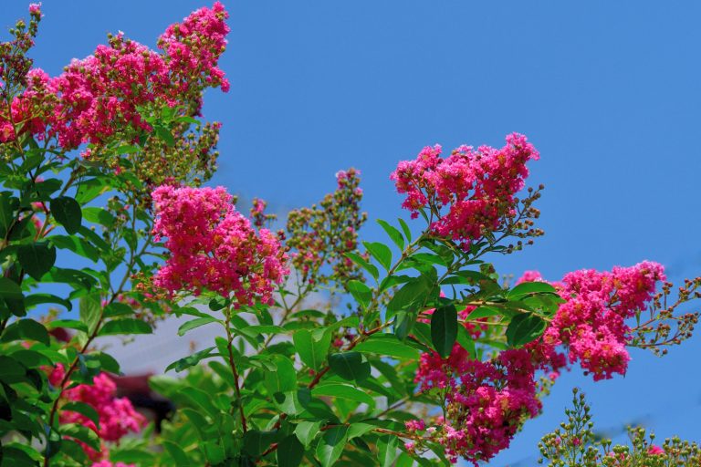 Japanese Crape Myrtle Flower / Lagerstroemia Indica | Meglepetés