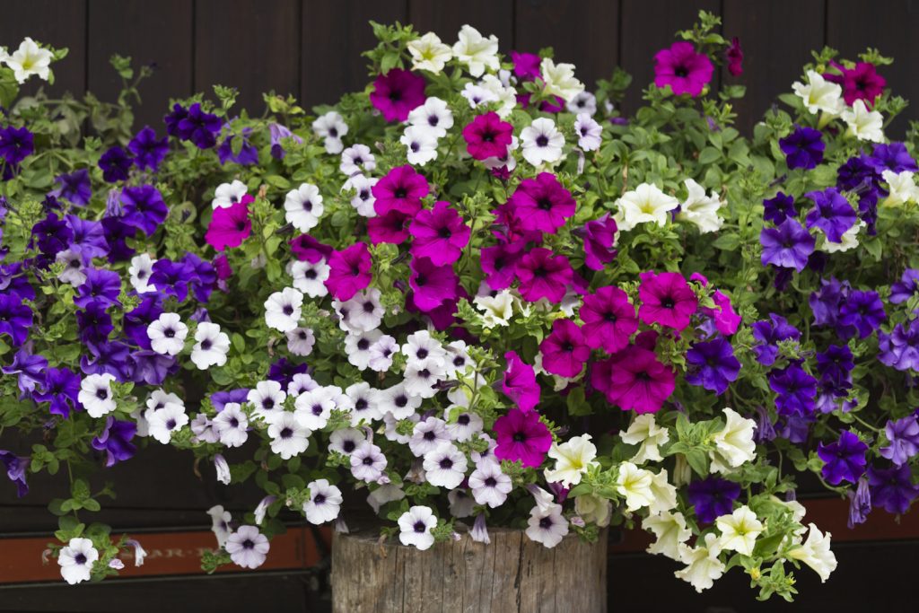 Petunia flower | Meglepetés