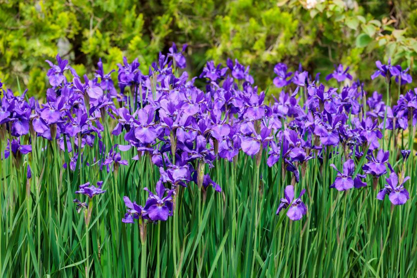 Beautiful iris sanguinea clusters blooming in the garden in early ...