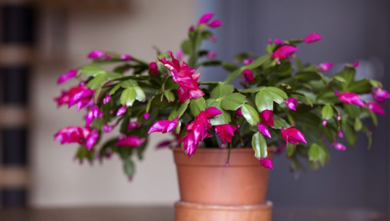 Dr. Demeter Alexandra, a Survivor szereplője