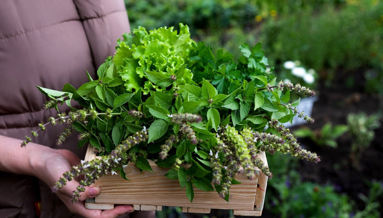Dr. Demeter Alexandra, a Survivor szereplője