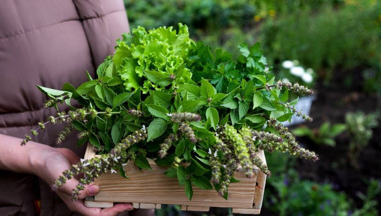 Dr. Demeter Alexandra, a Survivor szereplője