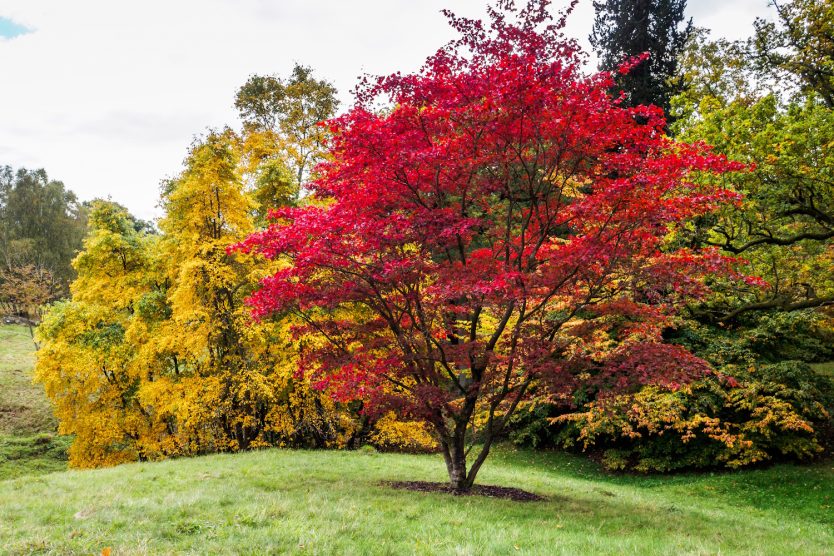 Japanese Maple Acer palmatum in Autumn Colours | Meglepetés